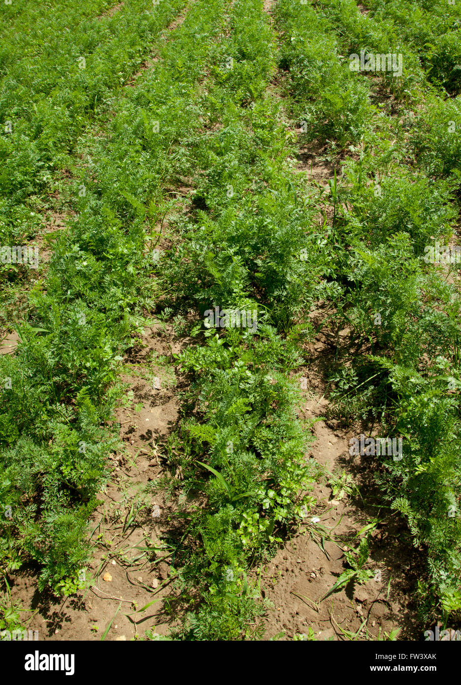 lots of carrots growing on the field Stock Photo - Alamy