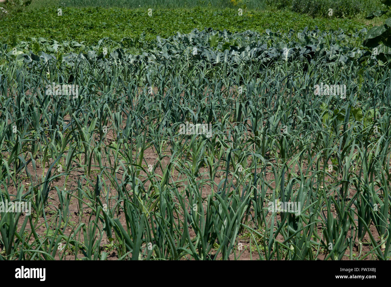 photo of some leek growing in the field Stock Photo - Alamy