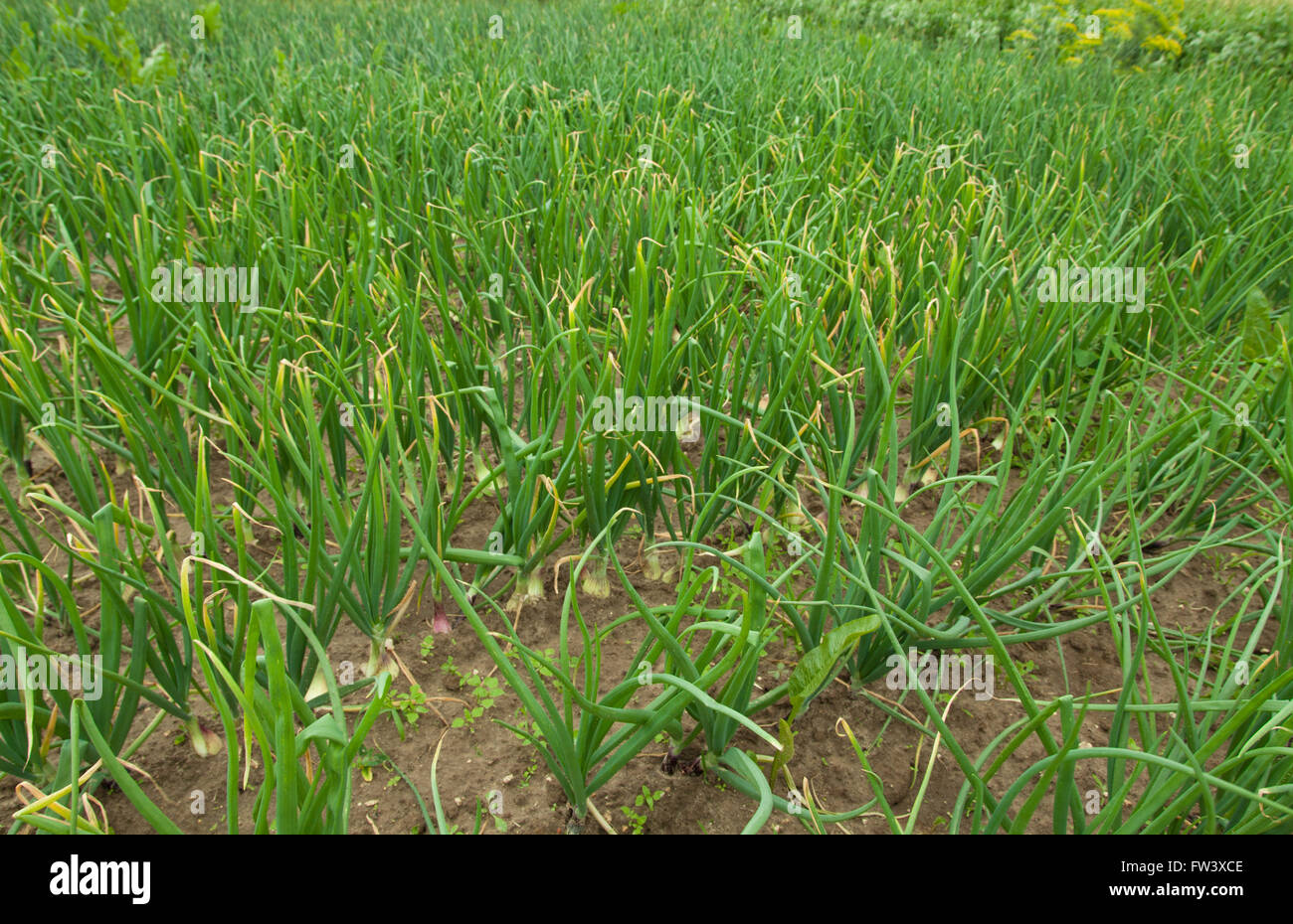 lots of onion growing on the field Stock Photo - Alamy