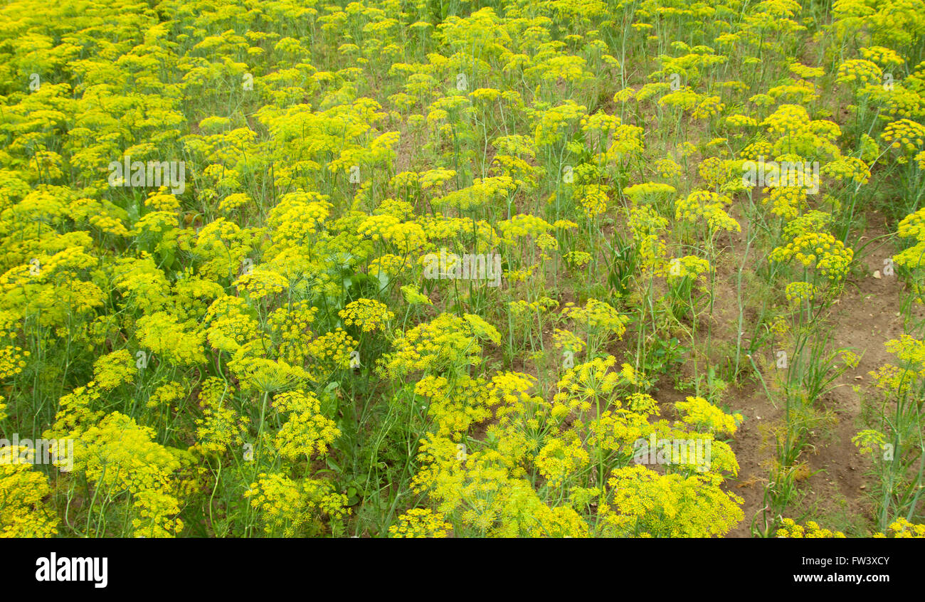 lots of yellow fennel growing on the field Stock Photo - Alamy