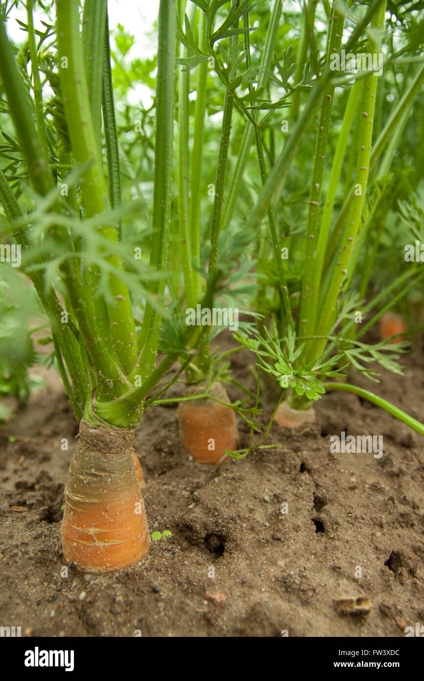 ground perspective shoot of few carrots growing on the field Stock ...
