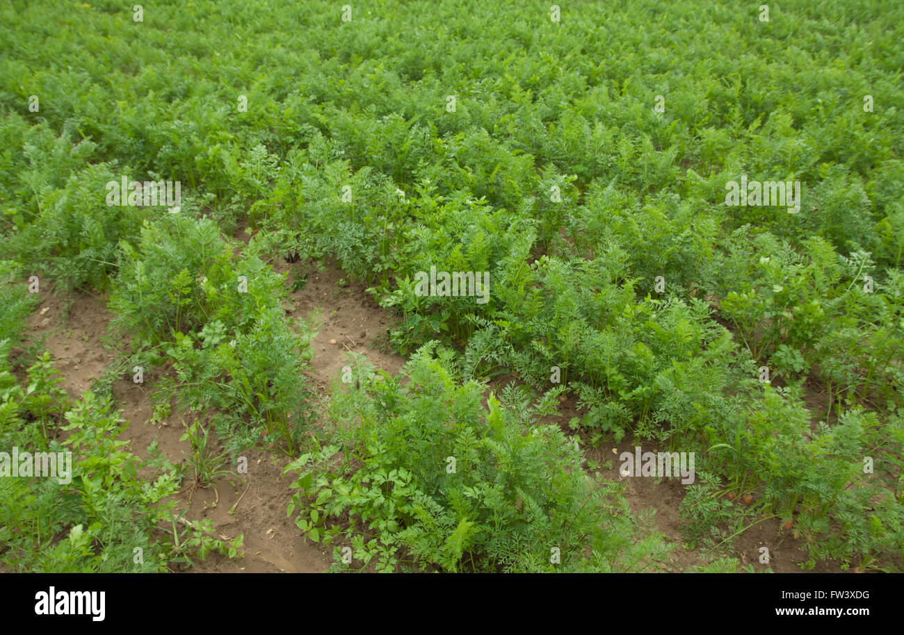 lots of carrots growing on the field Stock Photo - Alamy