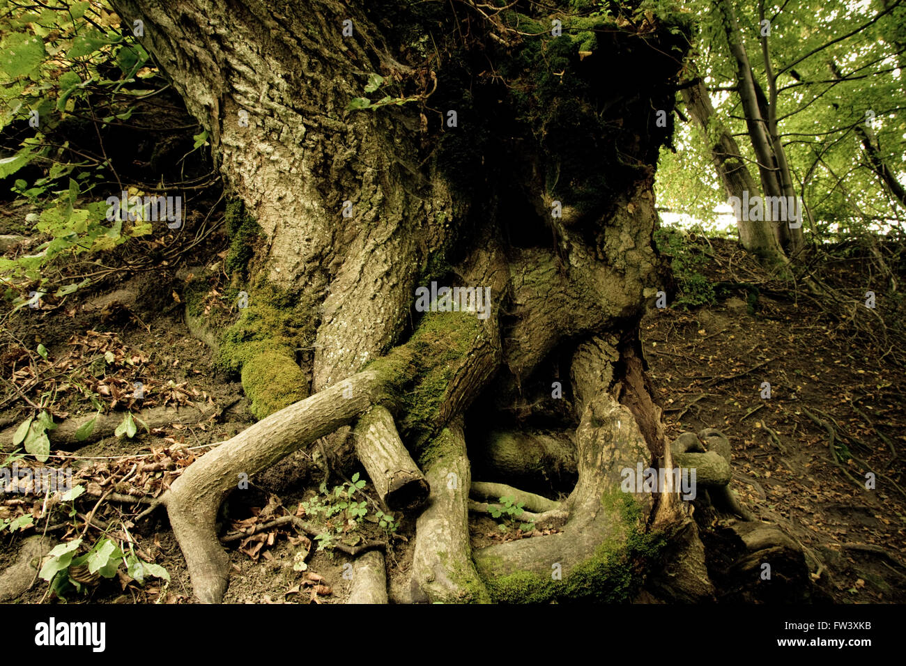old big tree roots tangled over ground Stock Photo - Alamy