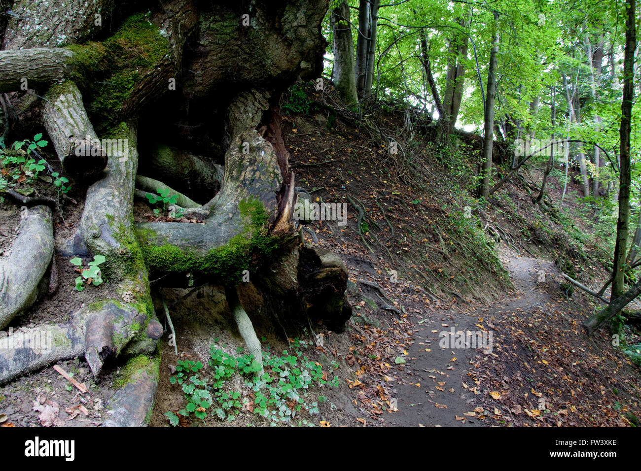 old big tree roots tangled over ground and a path Stock Photo - Alamy