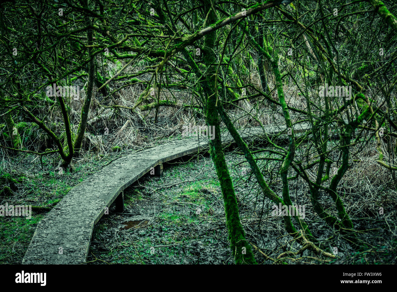 Path in a spooky forest with moss on the trees Stock Photo - Alamy