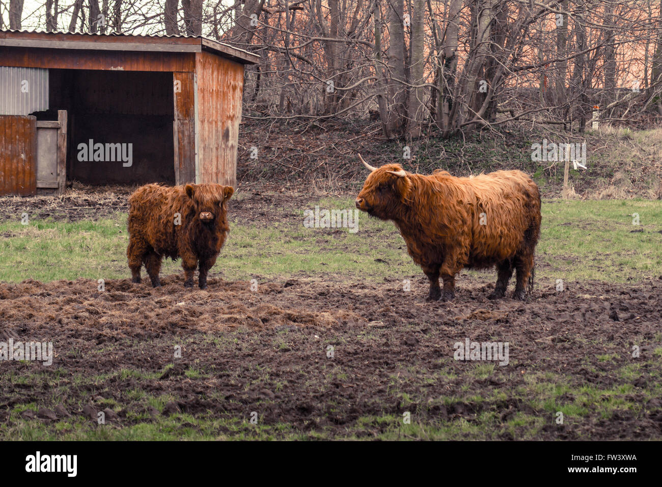 Highland cattle on a muddy field at a farm Stock Photo - Alamy