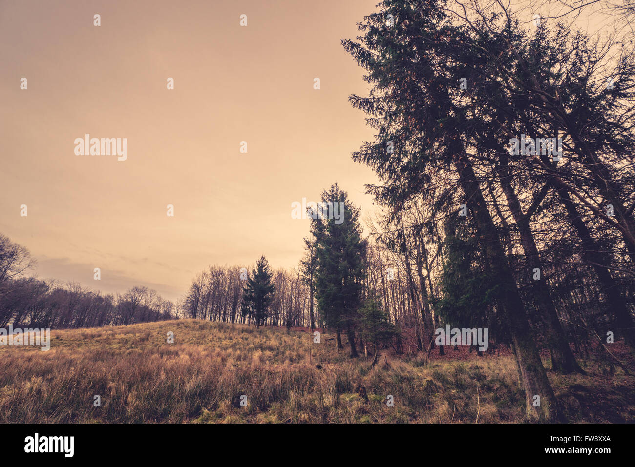 Prairie with tall pine trees in the fall Stock Photo - Alamy
