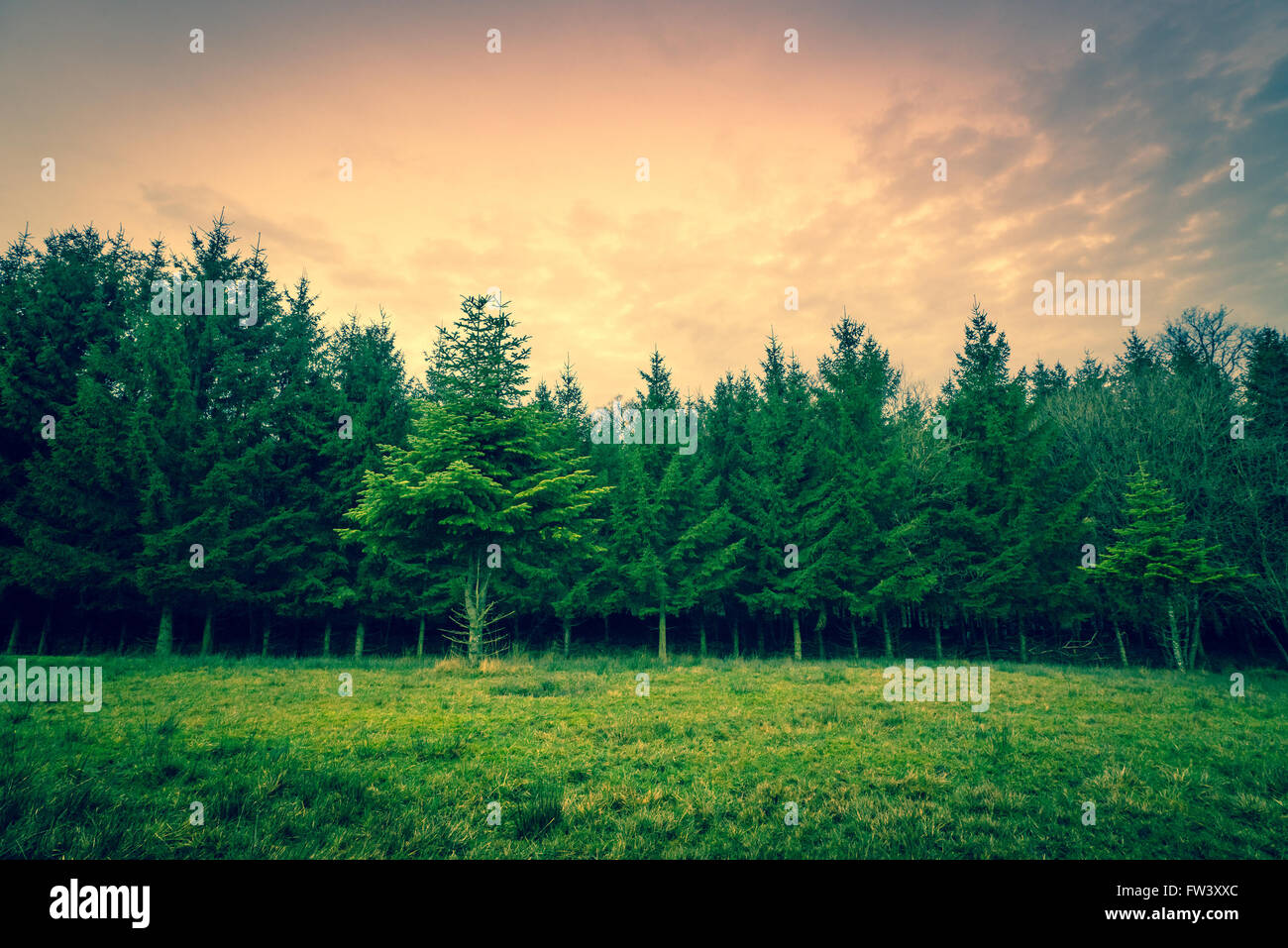Green pine trees on a row on a field Stock Photo - Alamy