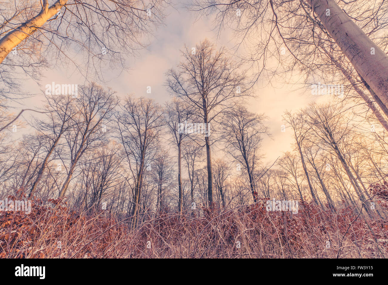 Tall trees in the forest in the winter sunrise Stock Photo - Alamy