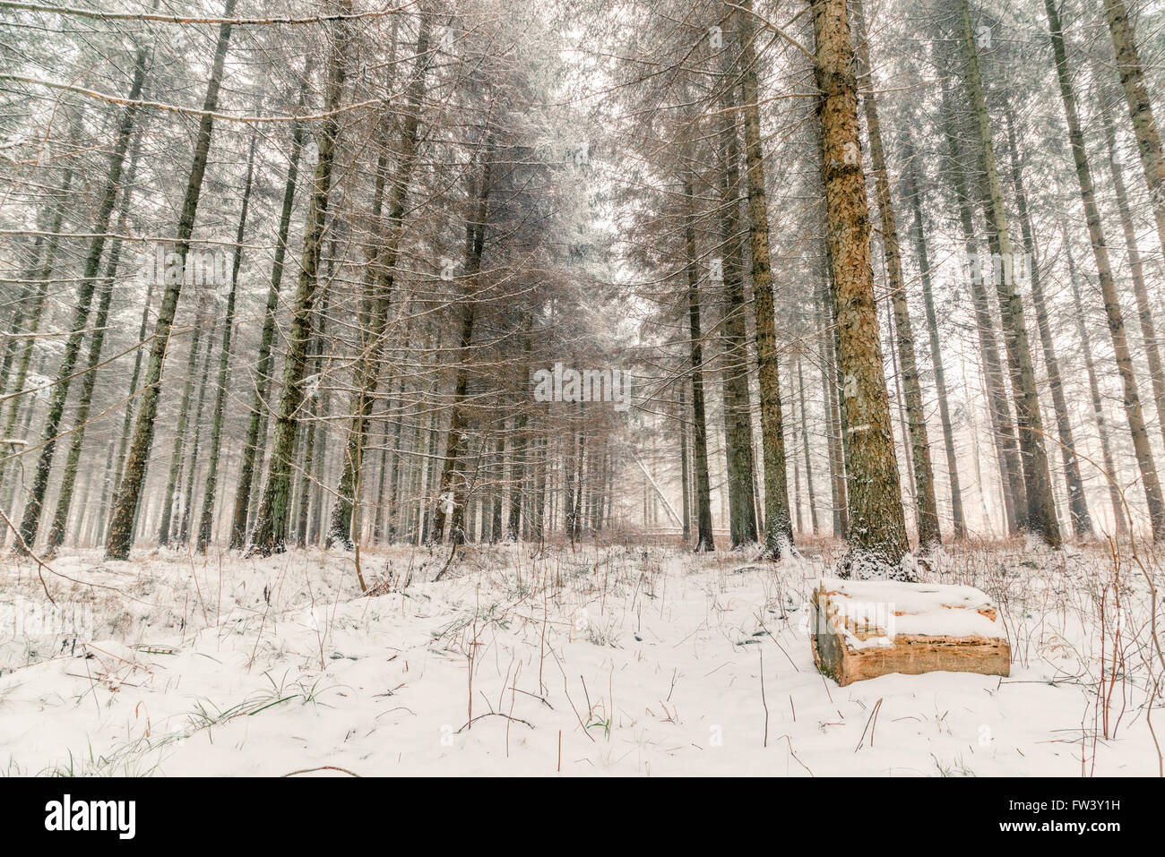 Snow in a forest landscape at wintertime Stock Photo - Alamy