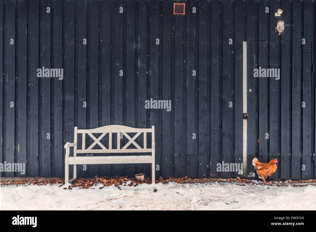 Hen chicken stone wall hi-res stock photography and images - Alamy