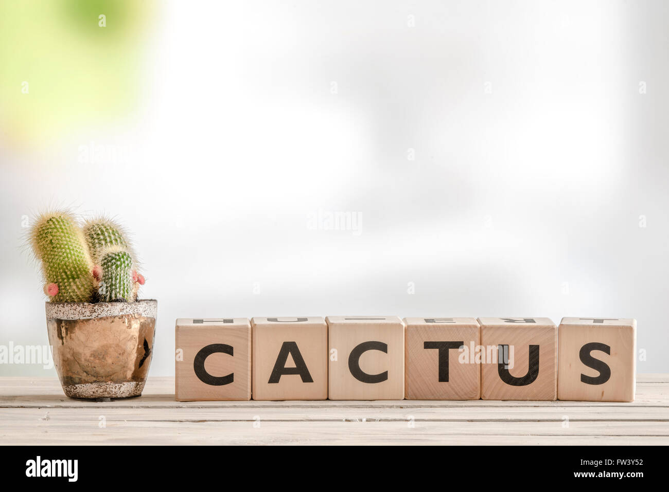 Cactus sign with a plant on a table Stock Photo - Alamy