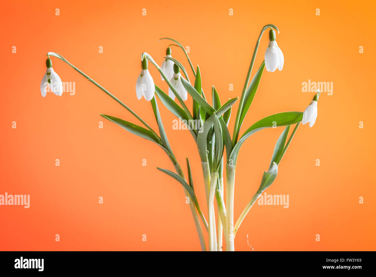 Snowdrop flowers isolated on orange background Stock Photo - Alamy