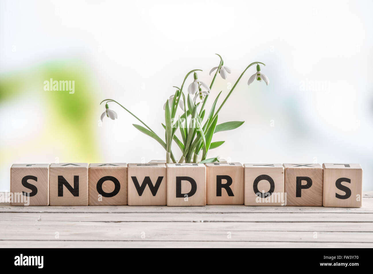 Beautiful snowdrops isolated on hi-res stock photography and images - Alamy