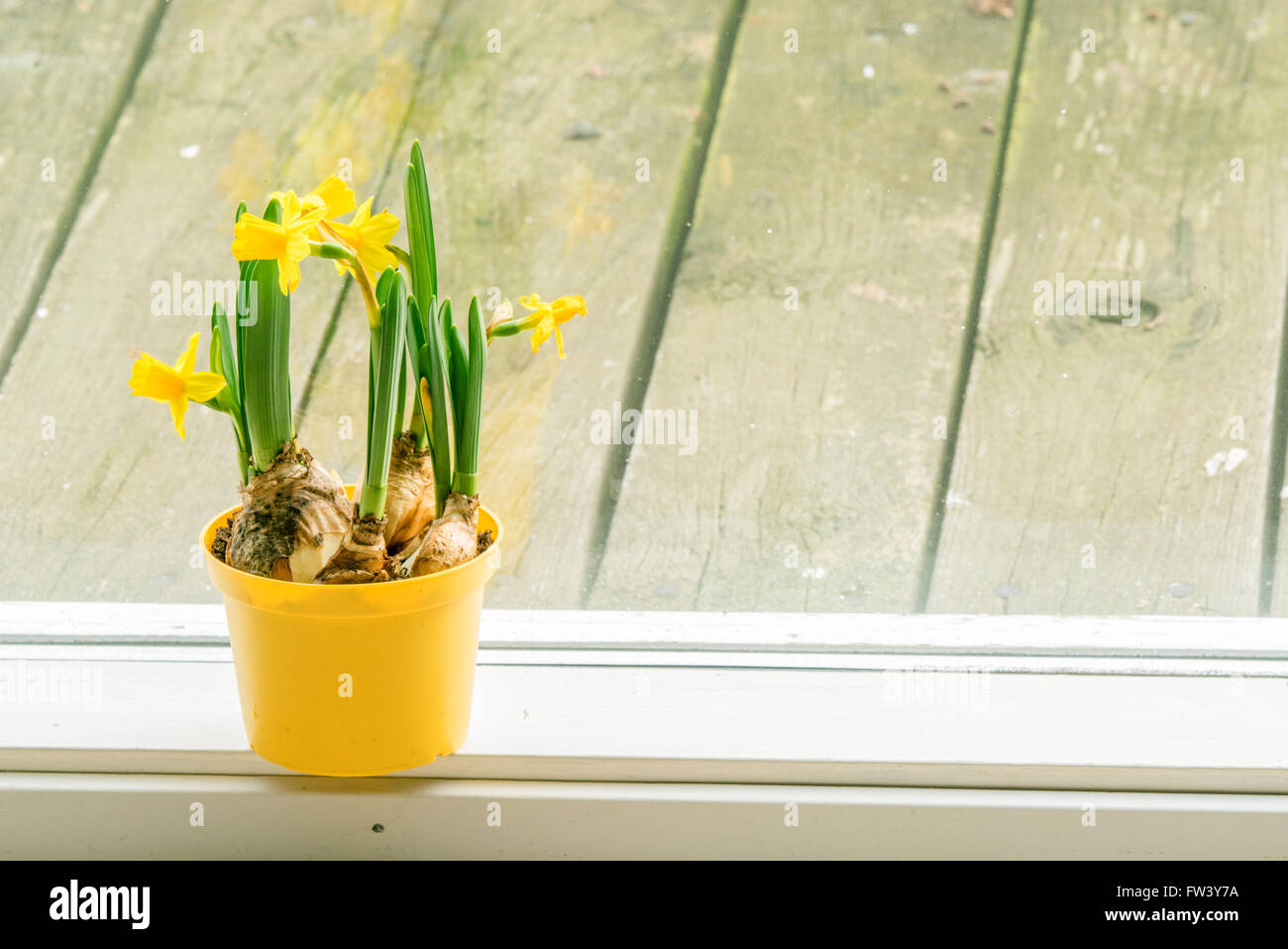 Daffodils in an indoor flowerpot in the spring Stock Photo - Alamy