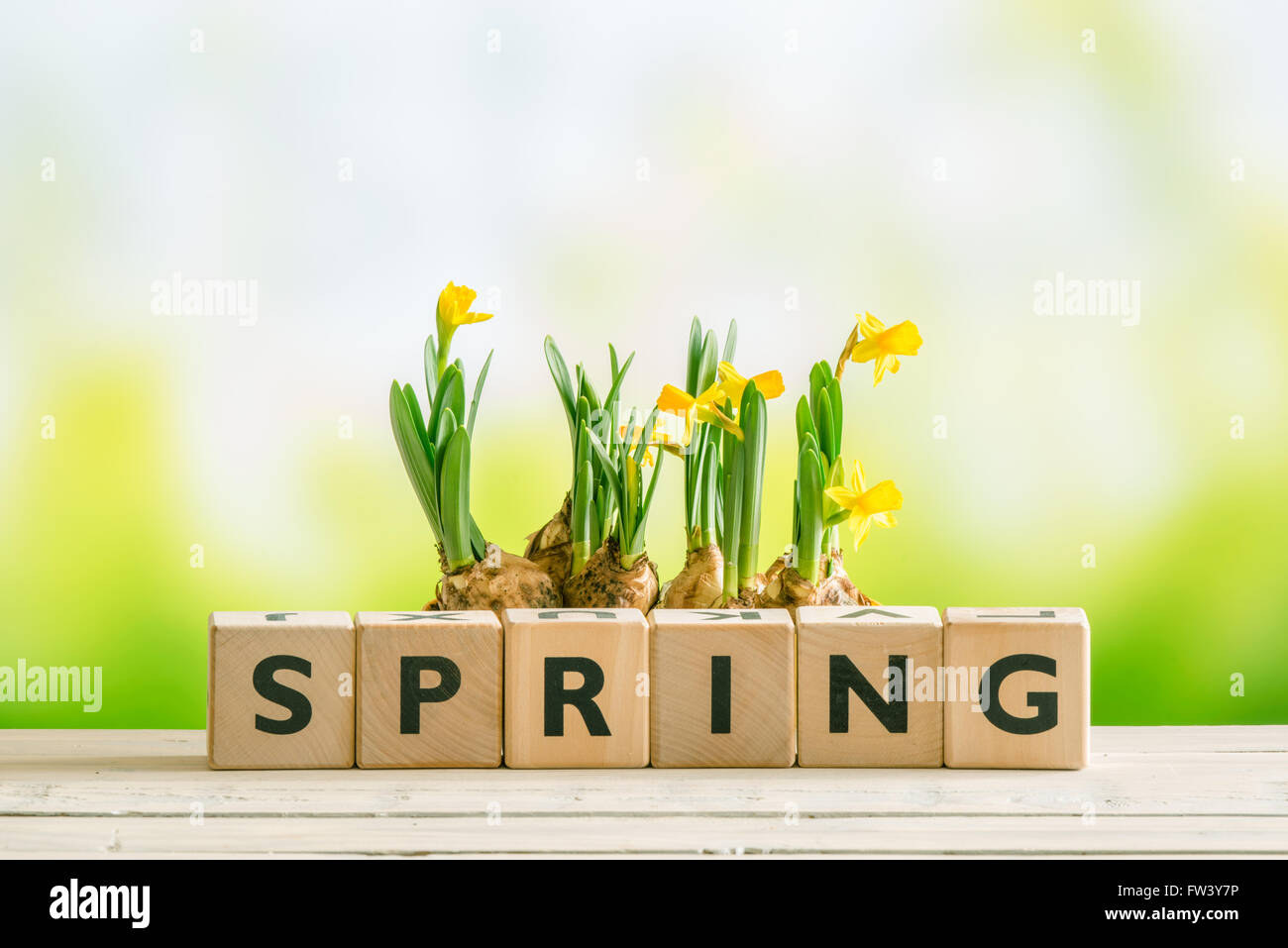 Daffodil flowers and the word spring on a table Stock Photo - Alamy