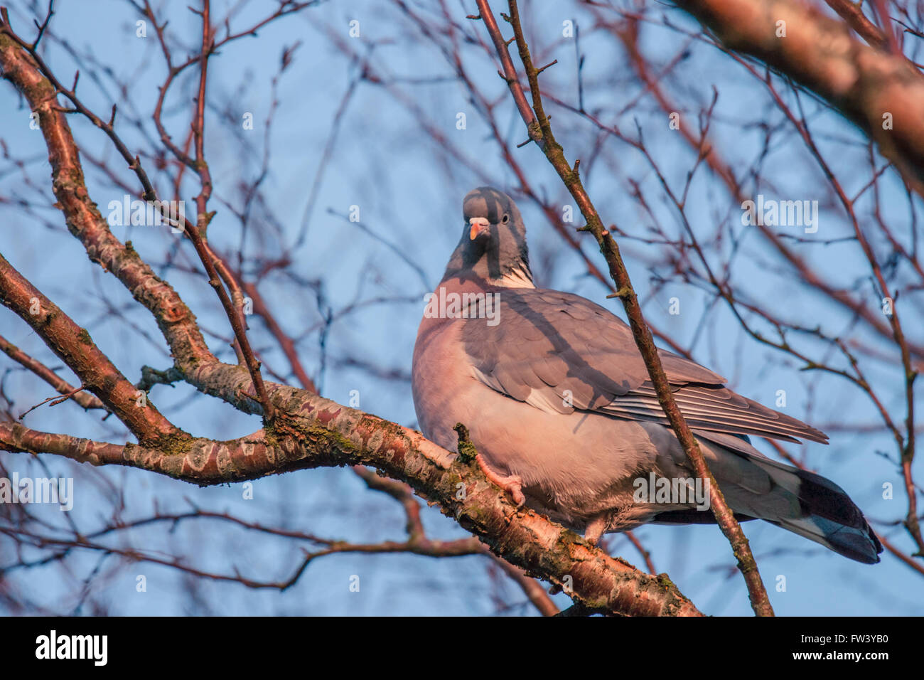 Pigeon in a tree with many branches in the winter Stock Photo - Alamy