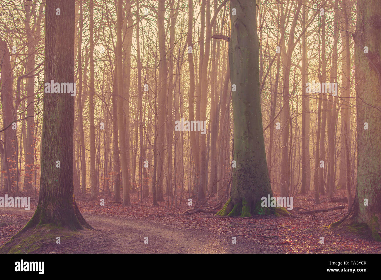 Trees with moss in a misty forest Stock Photo - Alamy