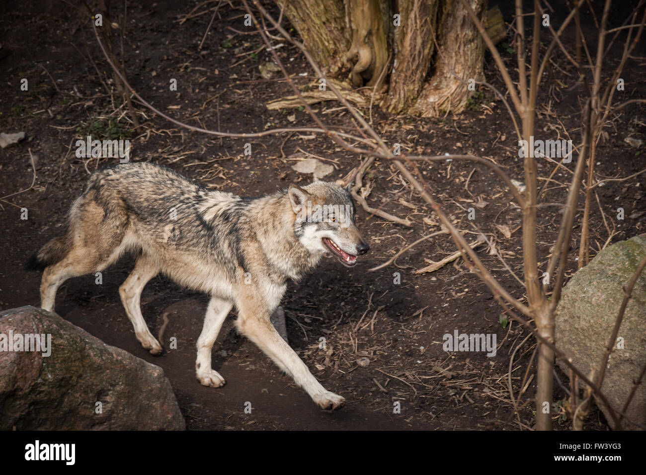 Wolf walking in a forest in the autumn Stock Photo - Alamy