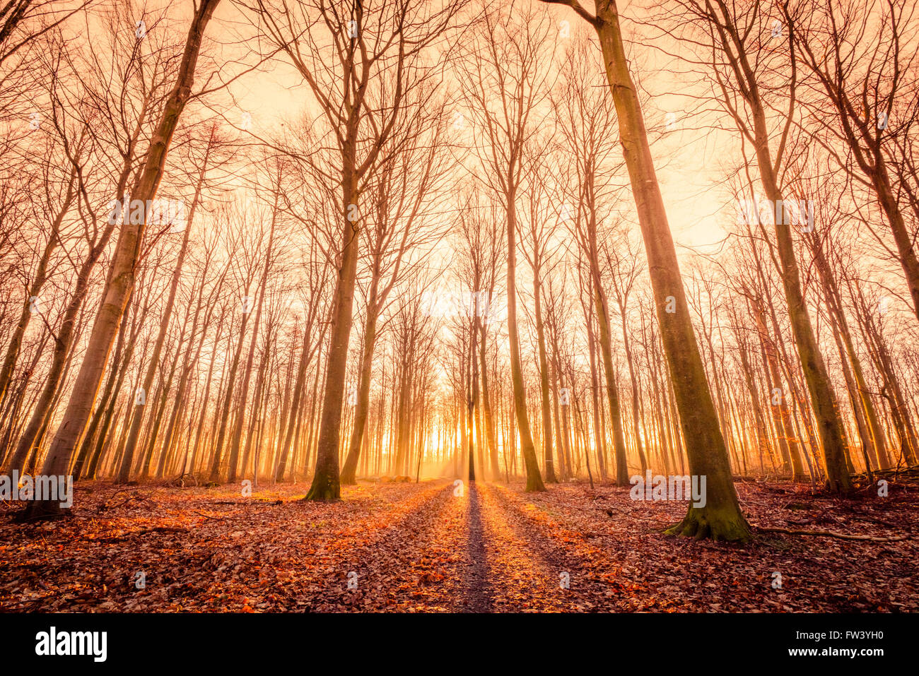 Sun is rising in a forest with tall trees Stock Photo - Alamy