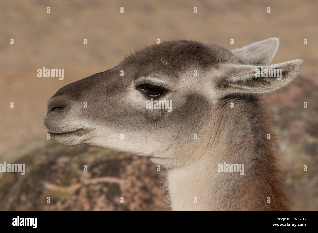 Lama head hi-res stock photography and images - Alamy