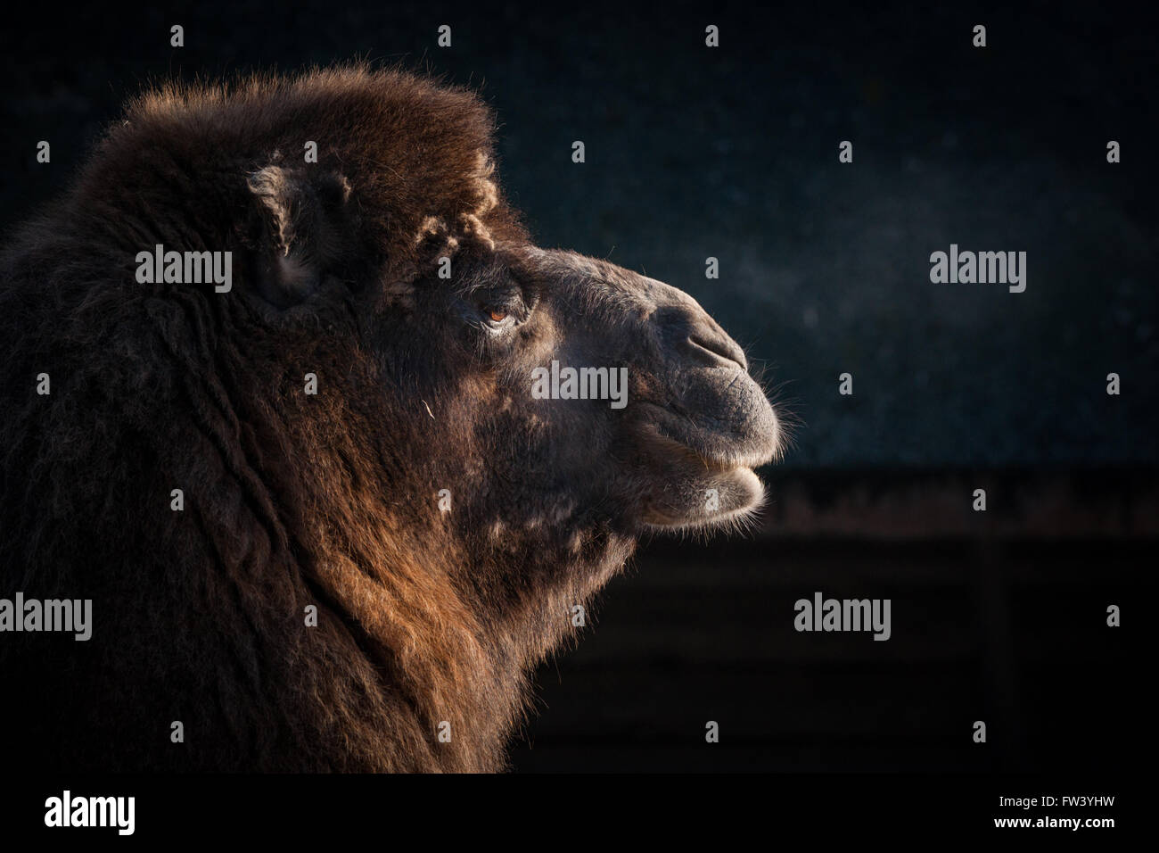 Close-up of a camels head on a dark background Stock Photo - Alamy