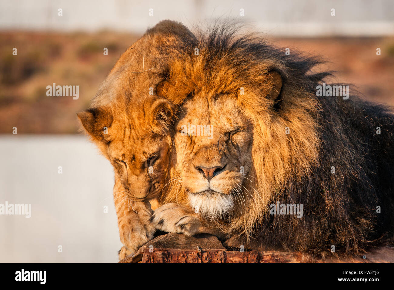 Two lions resting in the sun in the morning Stock Photo - Alamy