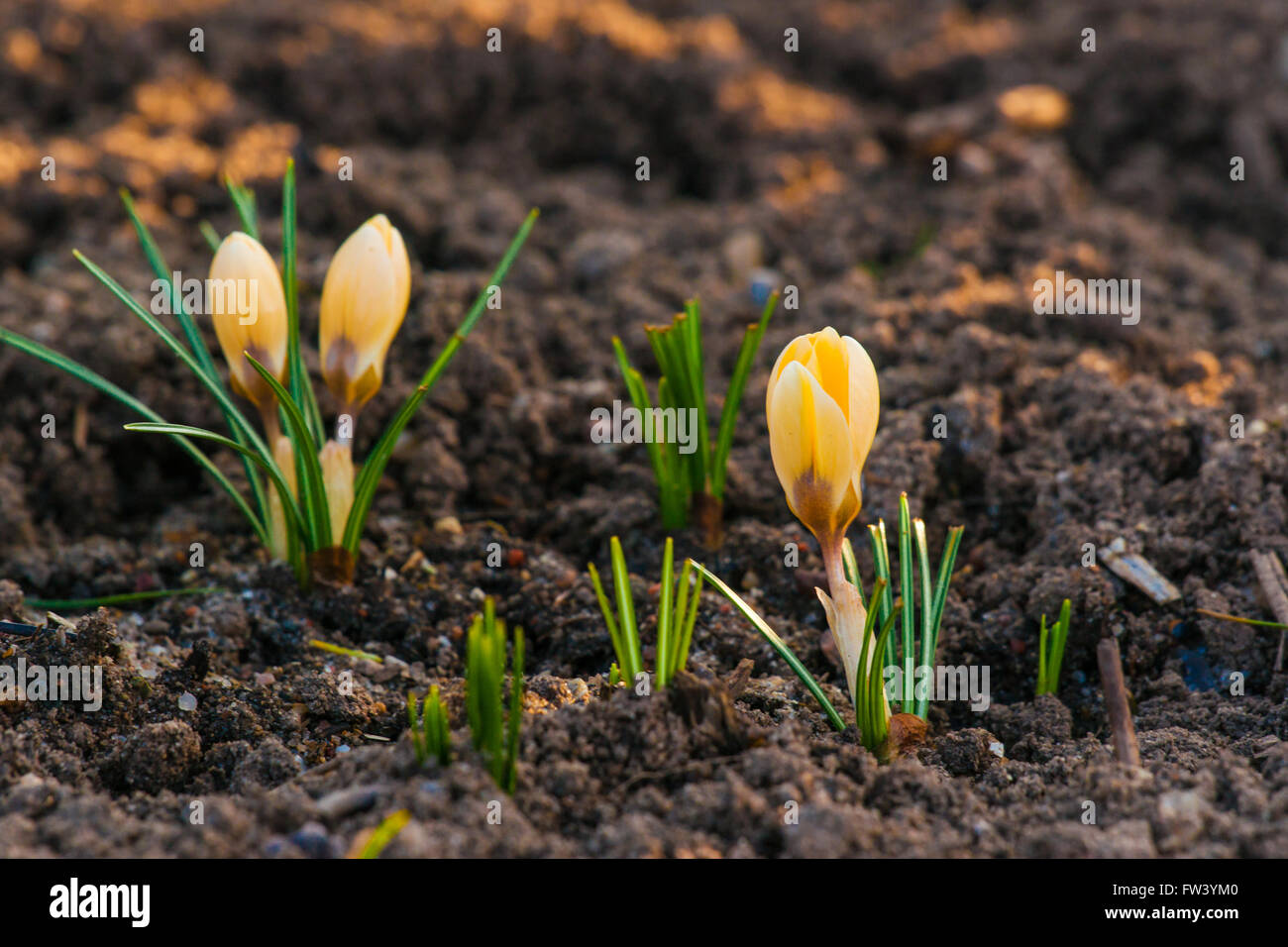 Garden with yellow crocus flowers in the spring Stock Photo - Alamy