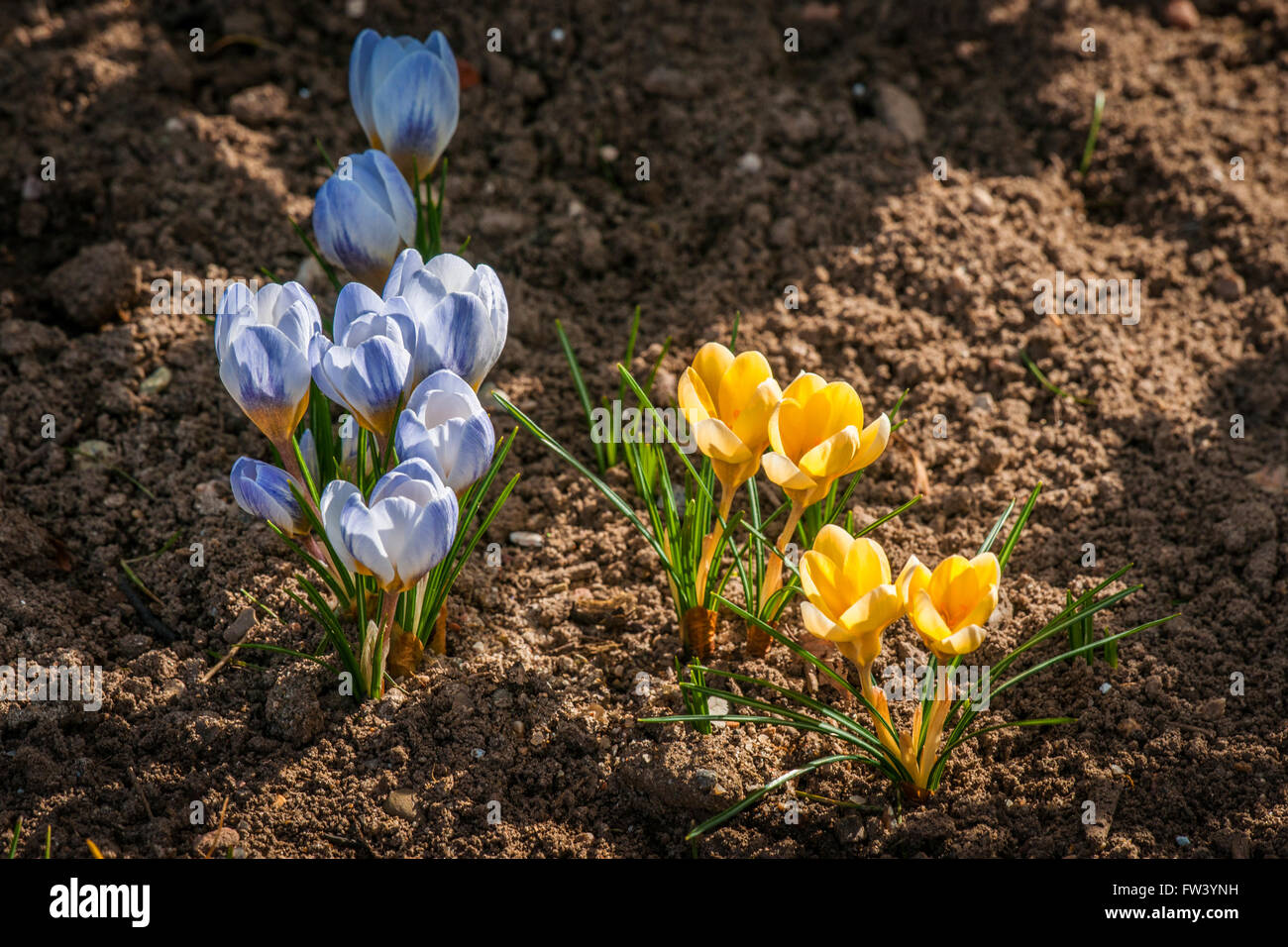 Colorful crocus flowers in soil in the springtime Stock Photo - Alamy