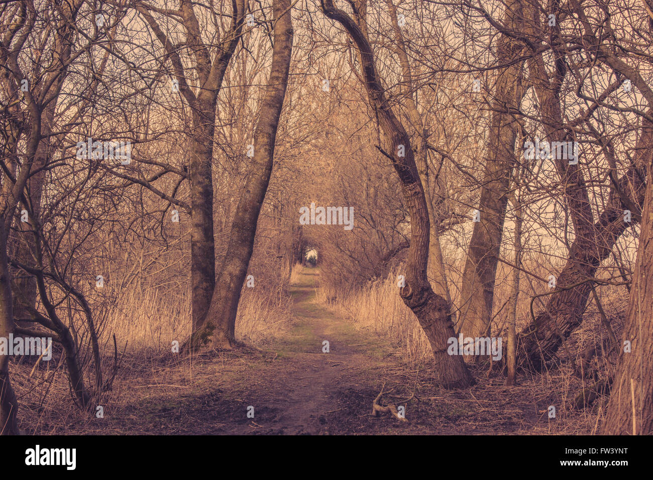 Spooky trail in a forest in the autumn Stock Photo - Alamy