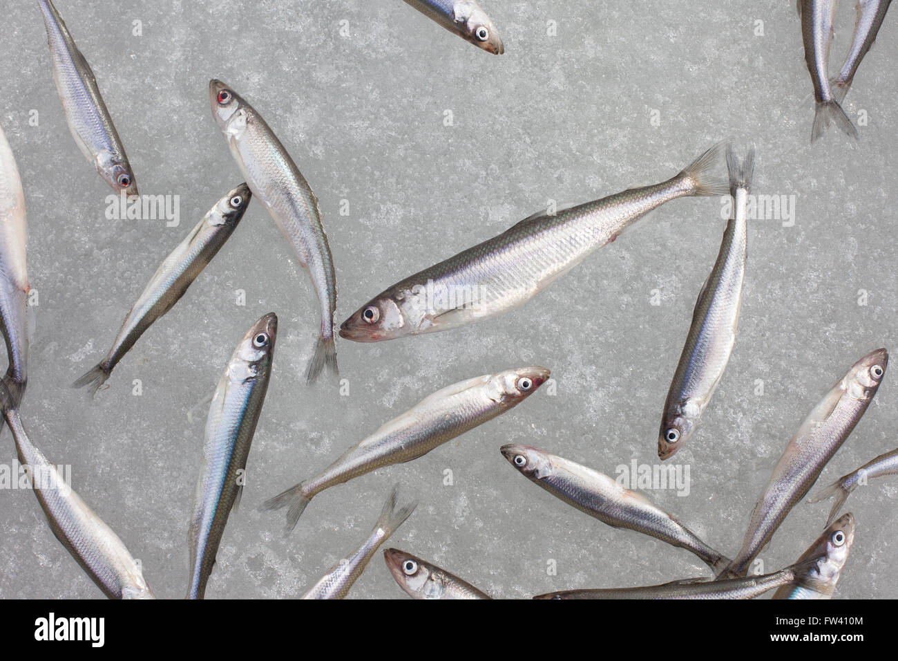 Fresh pond hi-res stock photography and images - Alamy