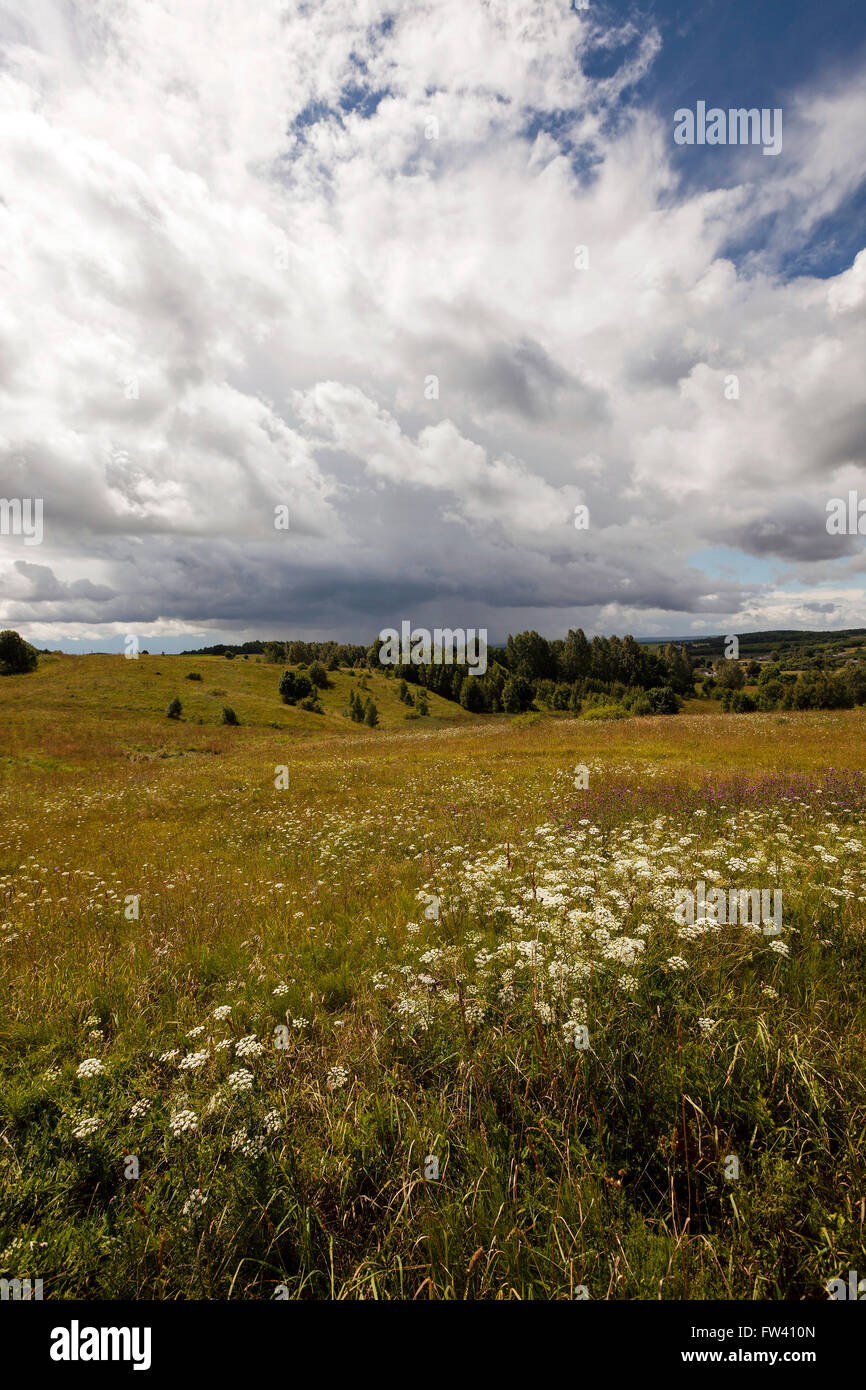 green vegetation , field Stock Photo - Alamy