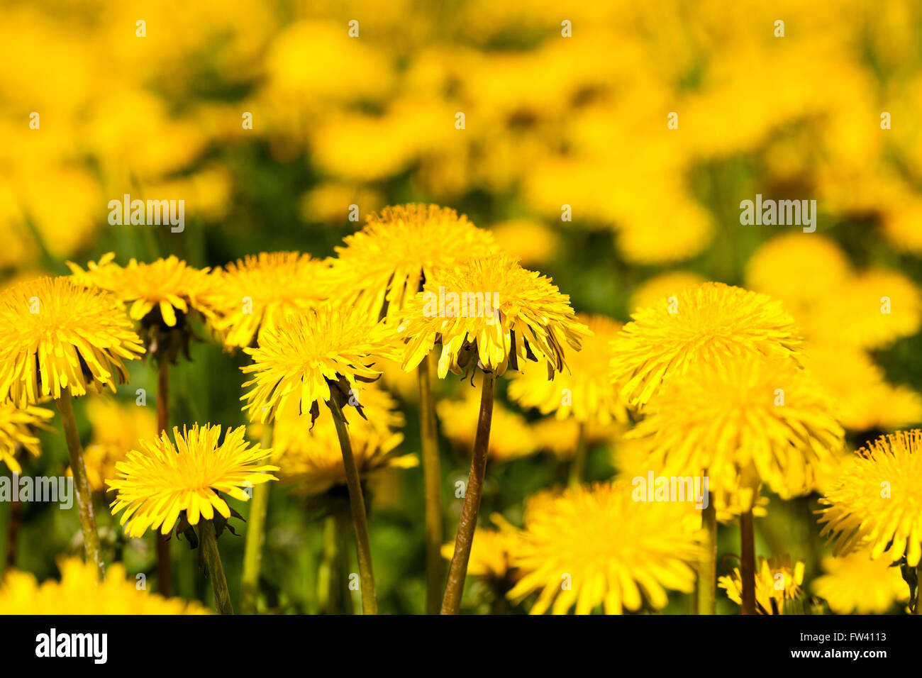 yellow dandelion flowers Stock Photo - Alamy