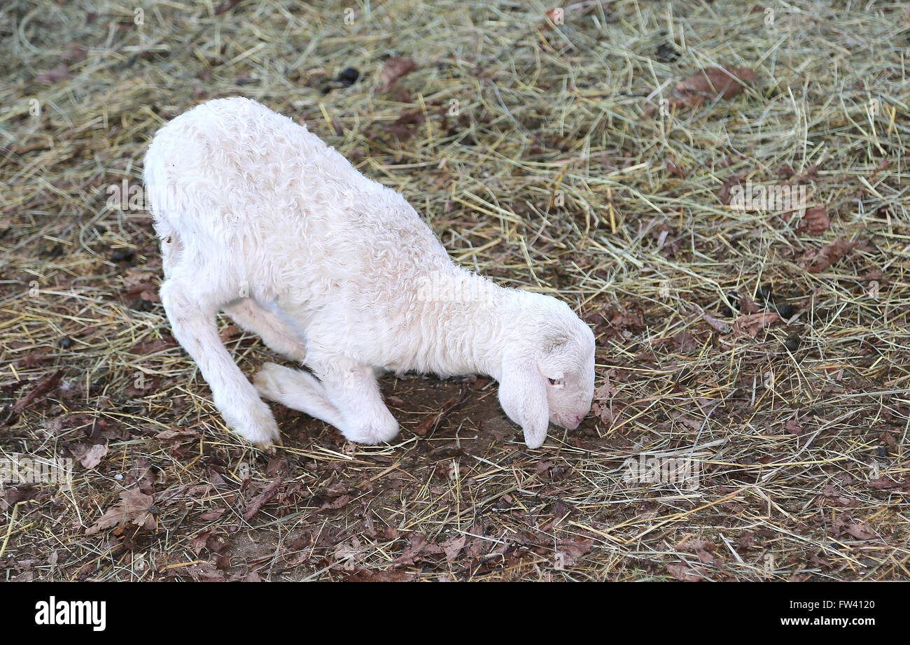Helpless lamb hi-res stock photography and images - Alamy