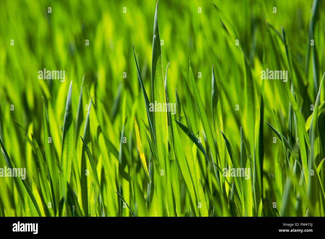 Greengrass farm hi-res stock photography and images - Alamy