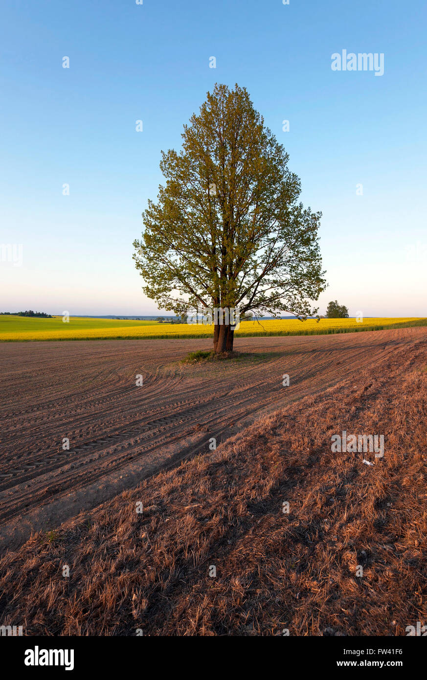 tree in the field Stock Photo - Alamy