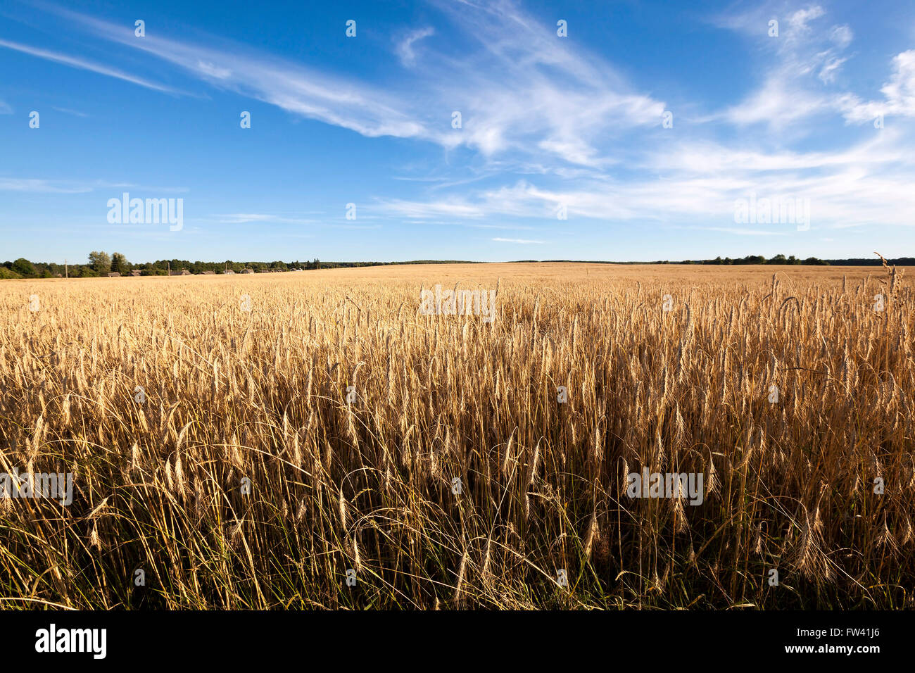 grow ripe rye Stock Photo - Alamy