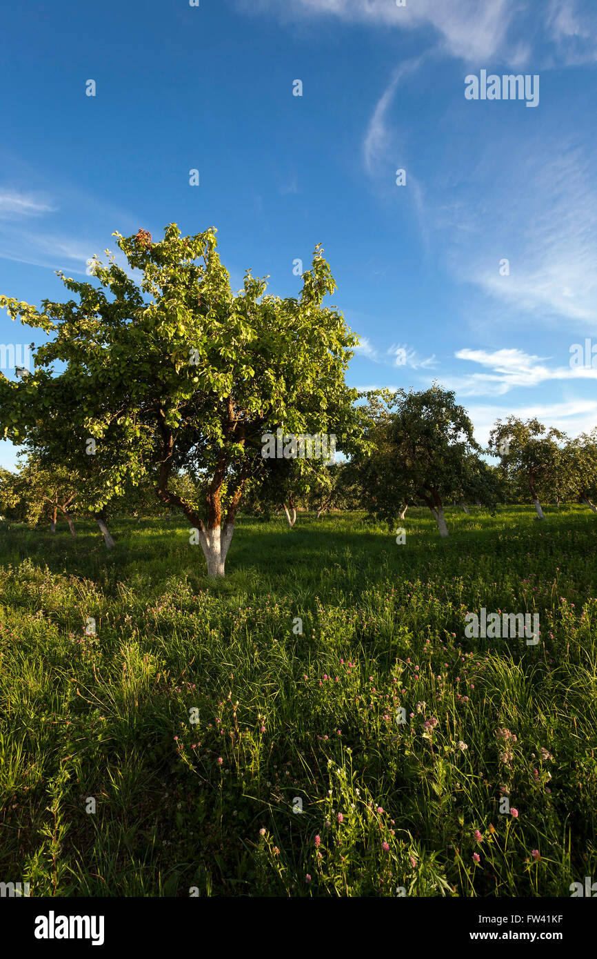 apple orchard, garden Stock Photo - Alamy