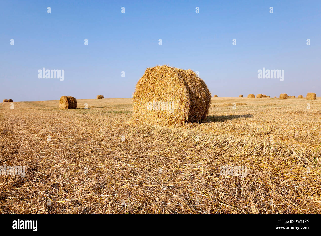 hay stacks cereal Stock Photo - Alamy