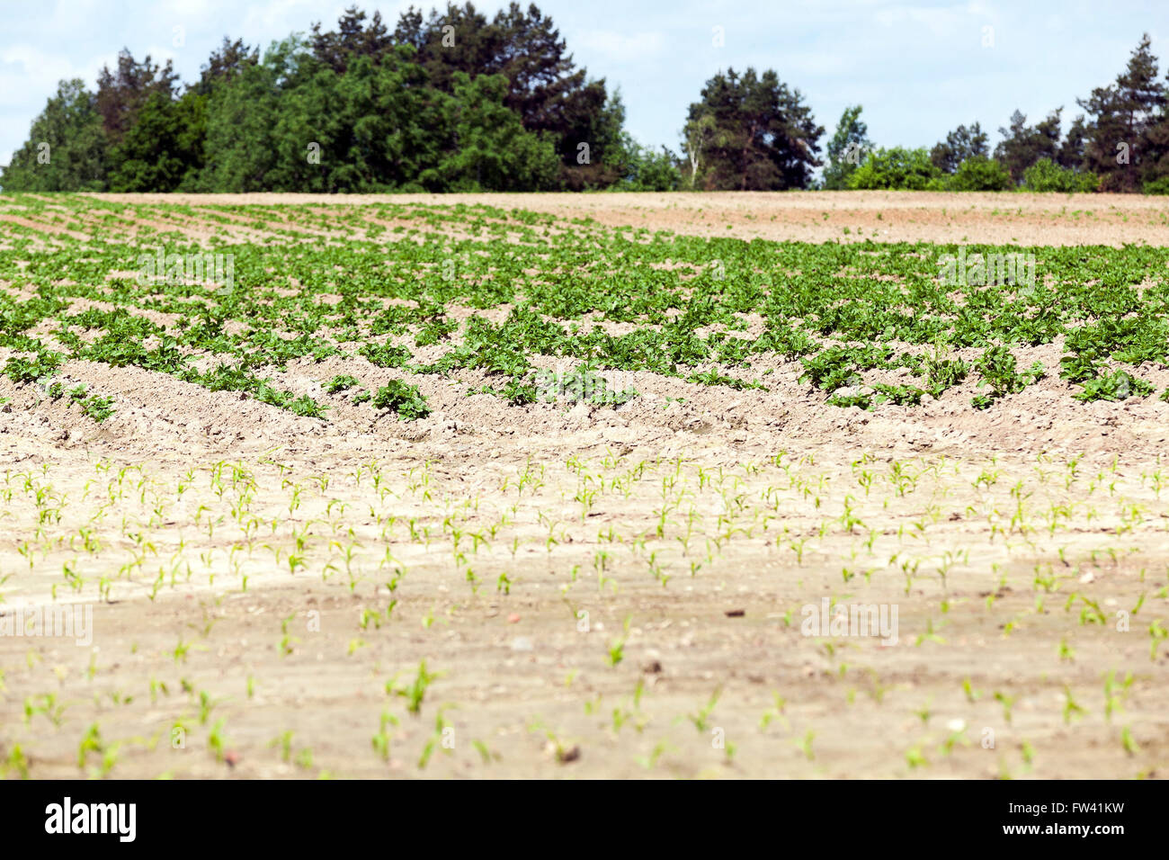potato field, spring Stock Photo - Alamy