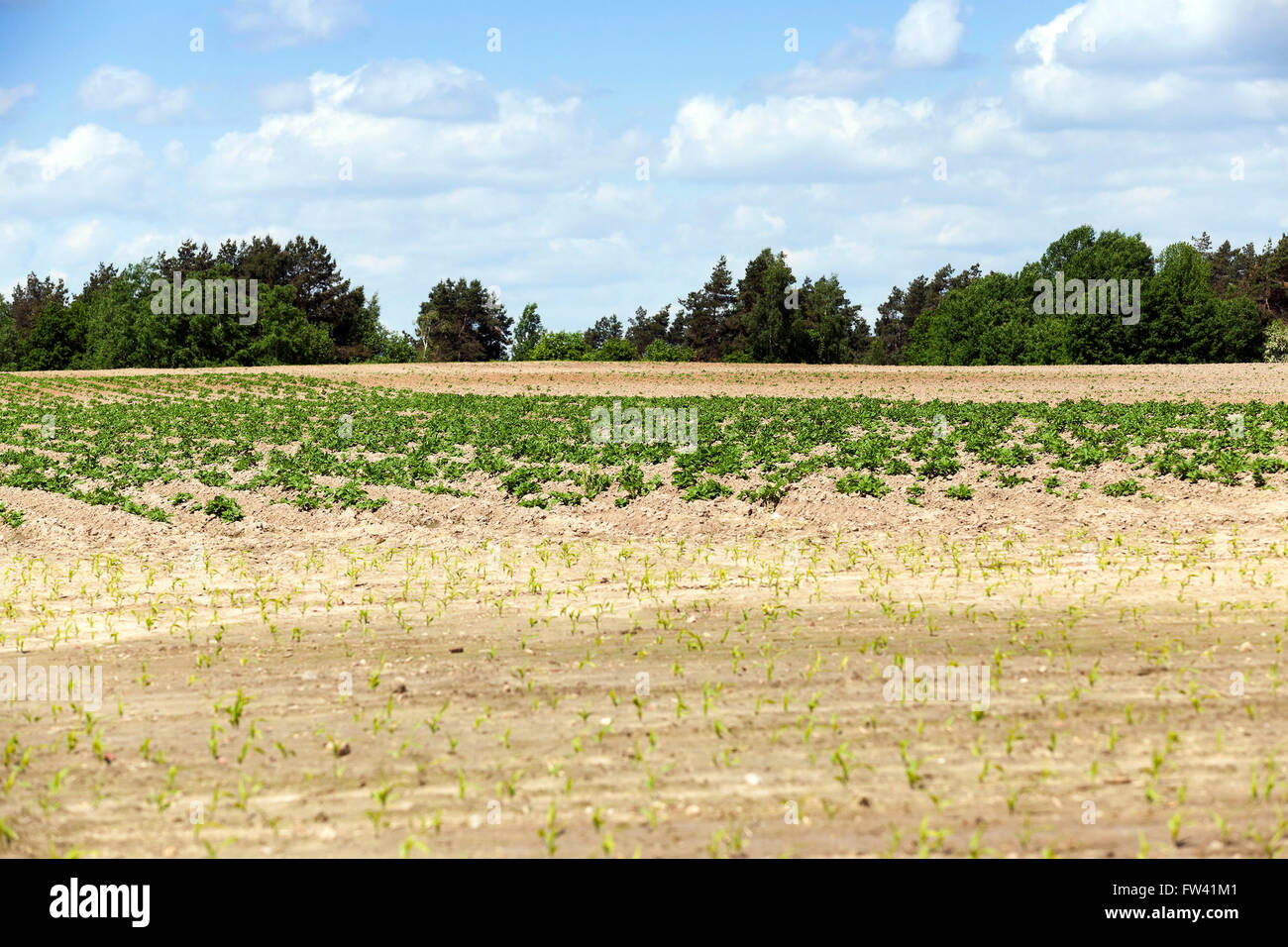 potato field, spring Stock Photo - Alamy