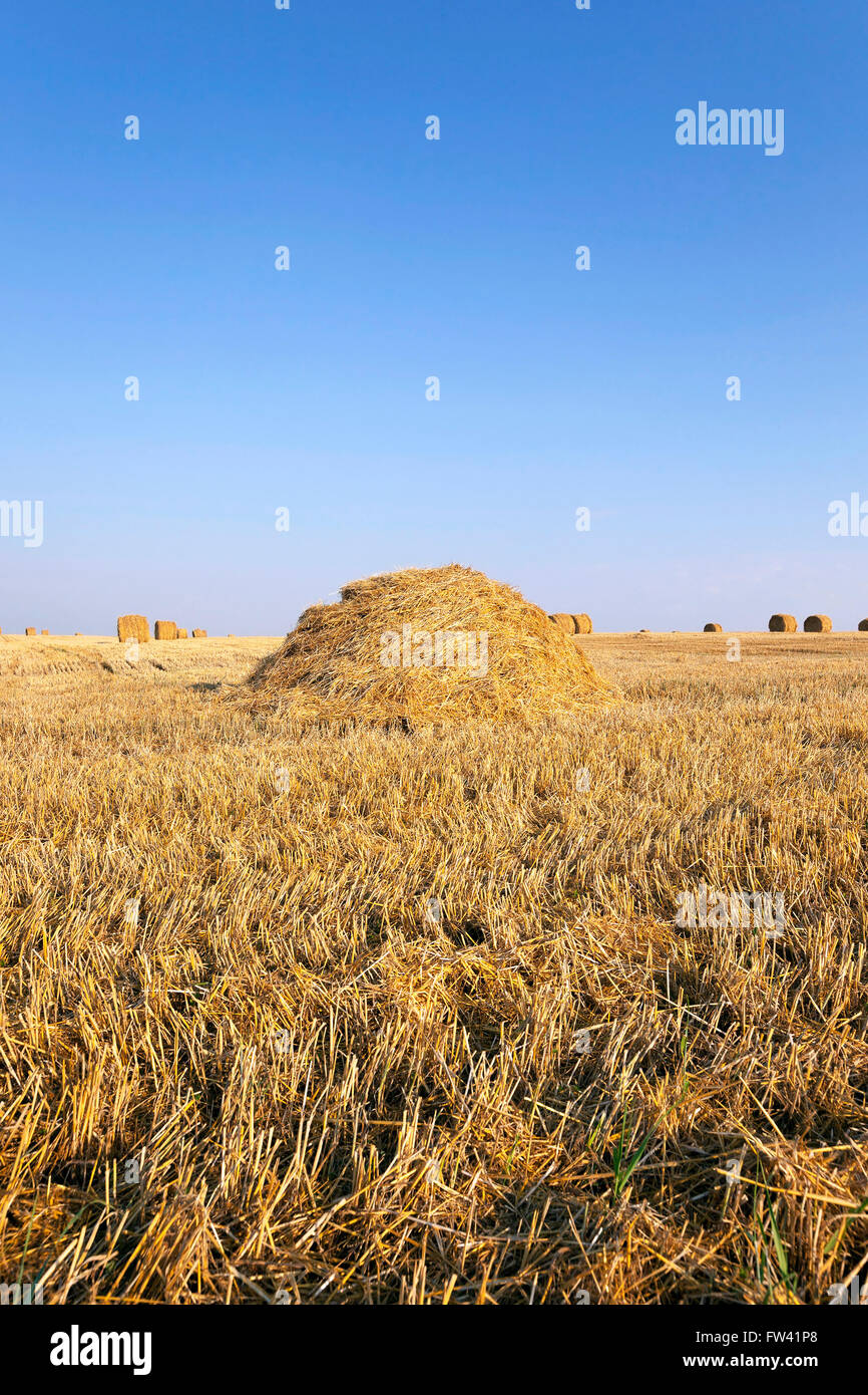 stack of straw Stock Photo - Alamy