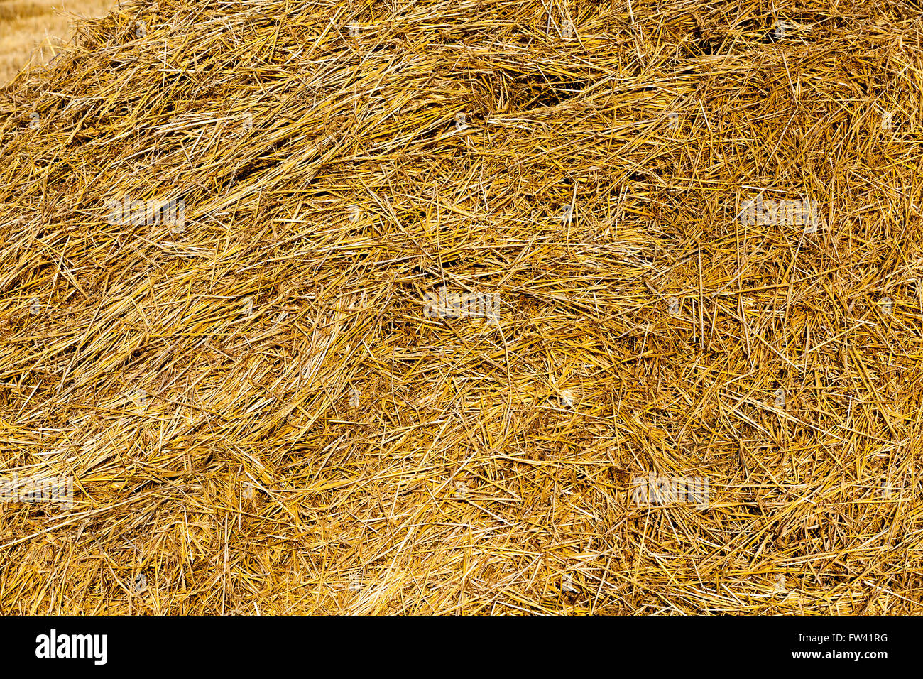 farm field cereals Stock Photo - Alamy