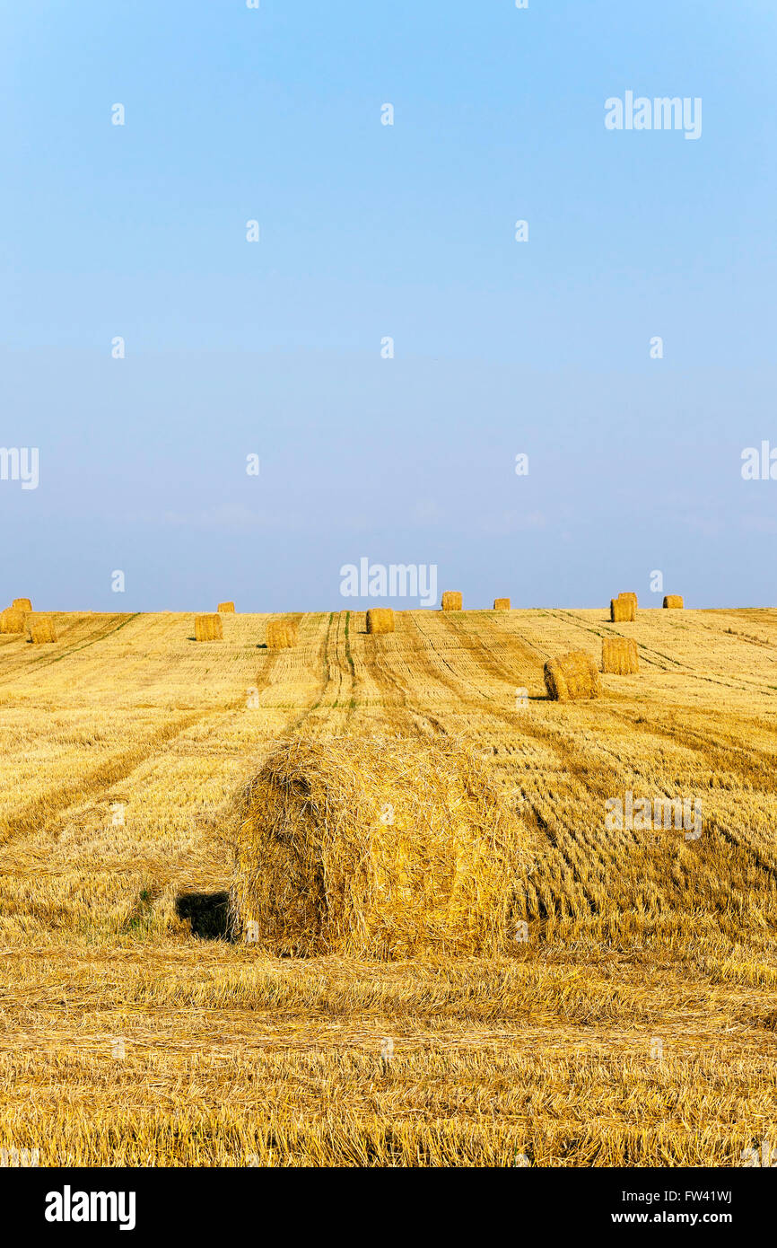 Stack of straw Stock Photo - Alamy