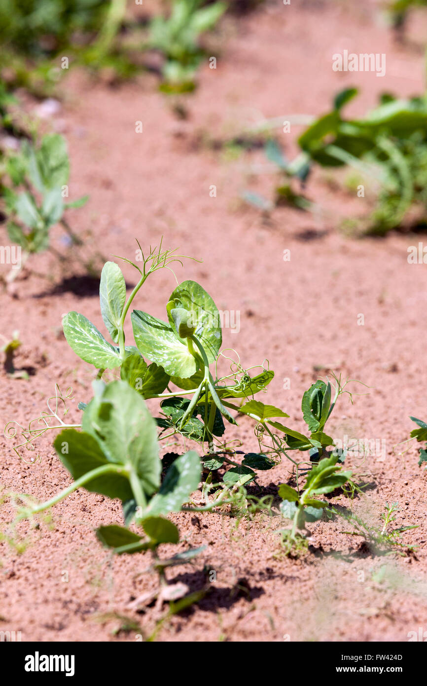 Pea color hi-res stock photography and images - Alamy