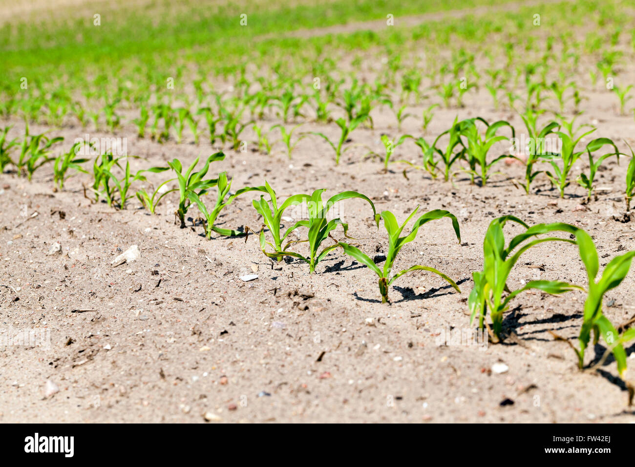 corn field. Spring Stock Photo - Alamy