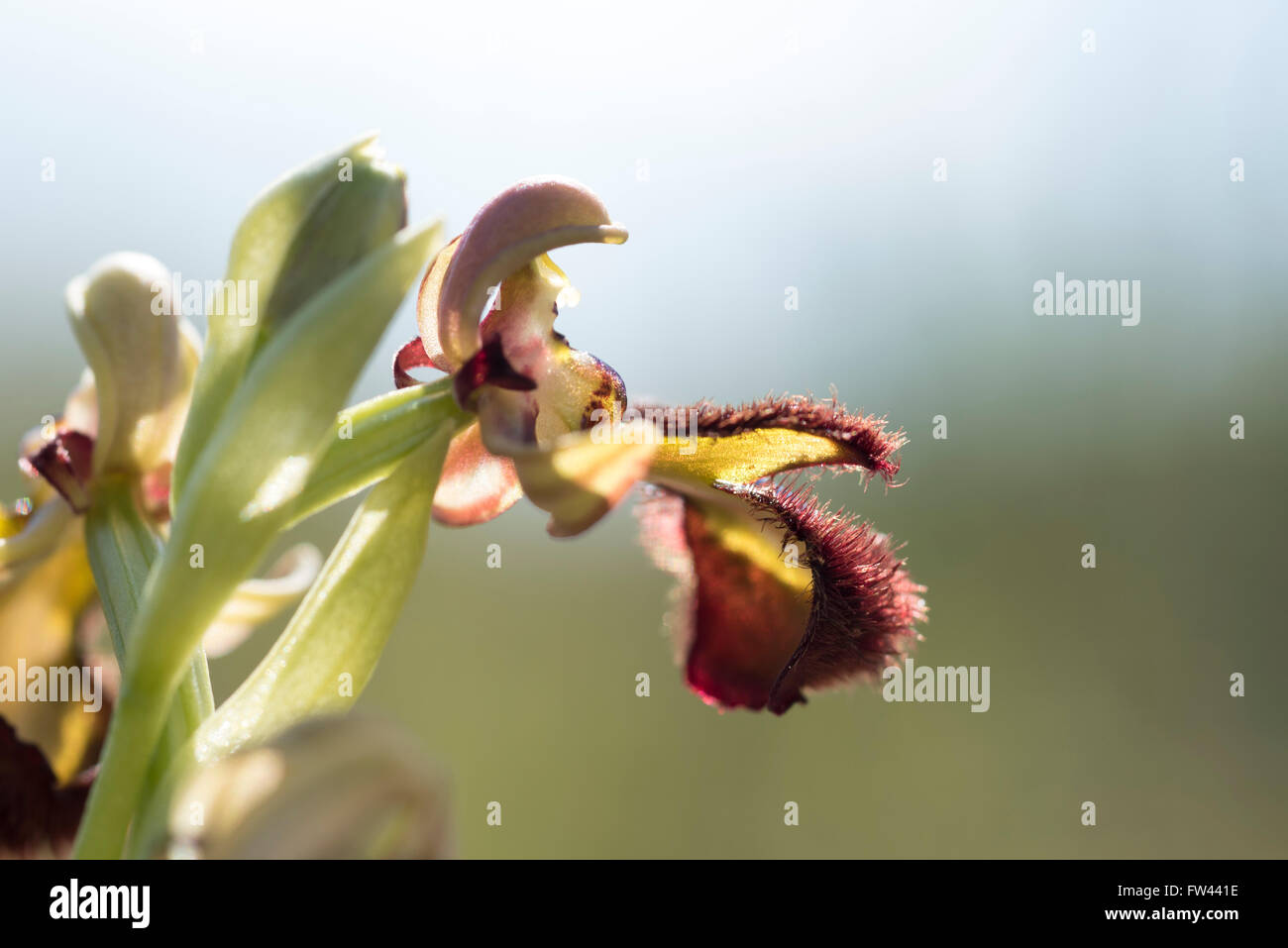 A side view of a Mirror Orchid photographed in Portugal Stock Photo - Alamy
