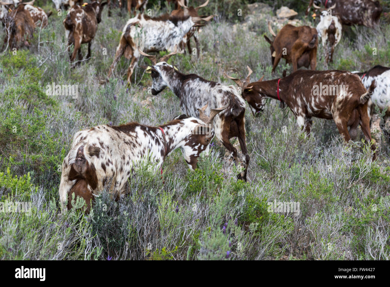A herd of Portuguese goats Stock Photo - Alamy