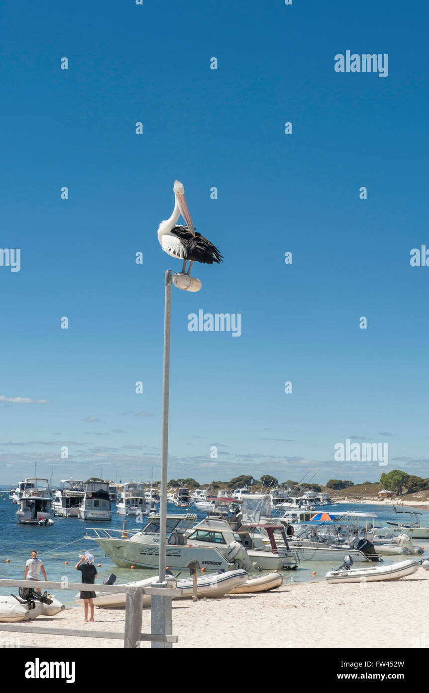 Pelican sitting on a pole at The Settlement, Thomson Bay, Rottnest ...