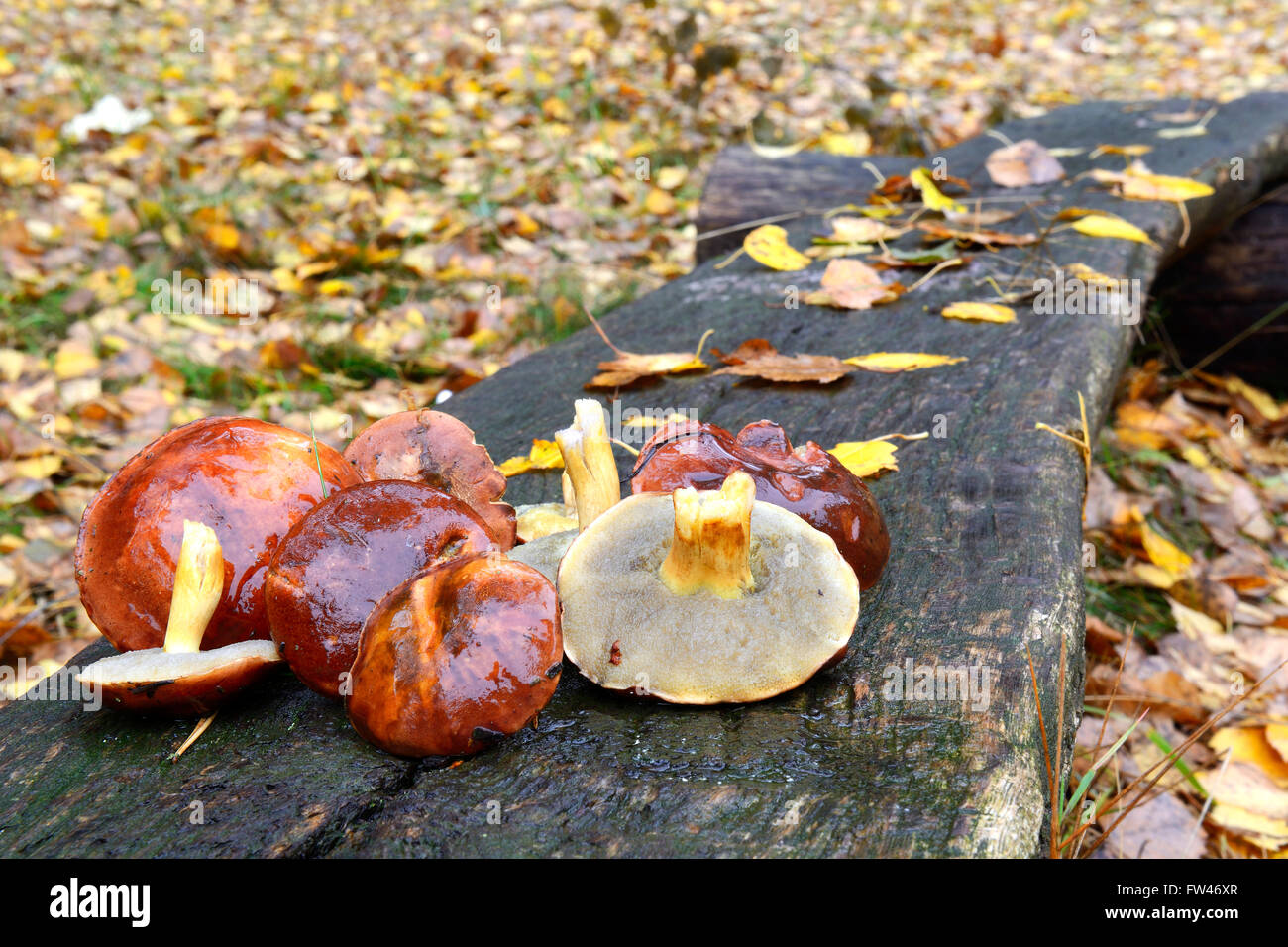 Maronen hi-res stock photography and images - Alamy